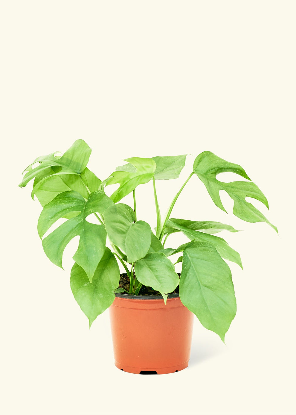 Mini Monstera – Hey Rooted