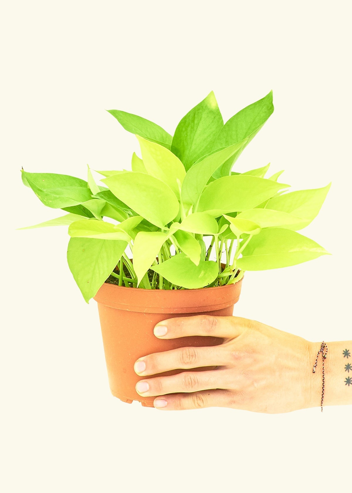 Medium Neon Pothos (Epipremnum aureum) – Hey Rooted