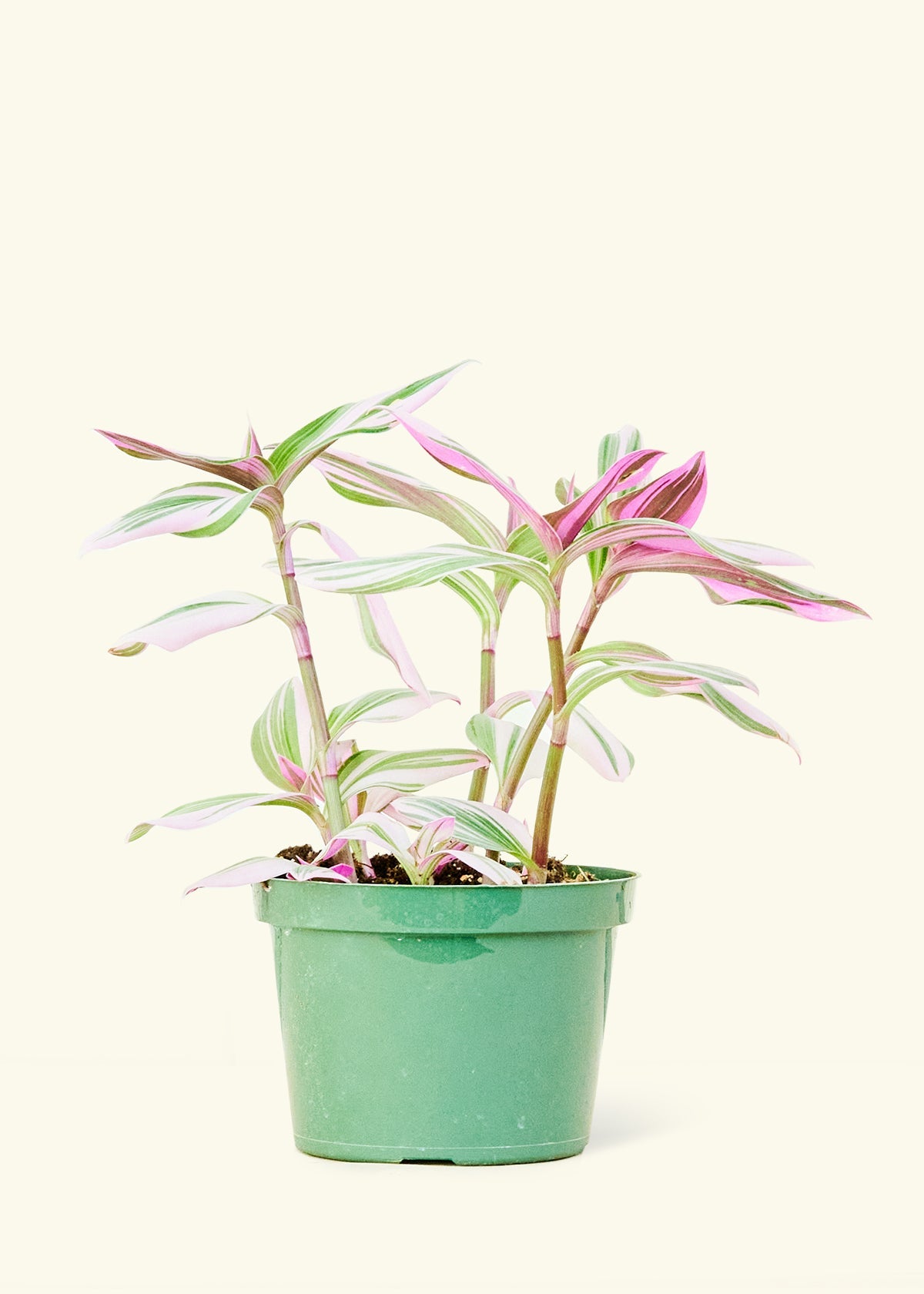 Medium Tradescantia 'Nanouk' (Tradescantia albiflora 'Nanouk') – Hey Rooted