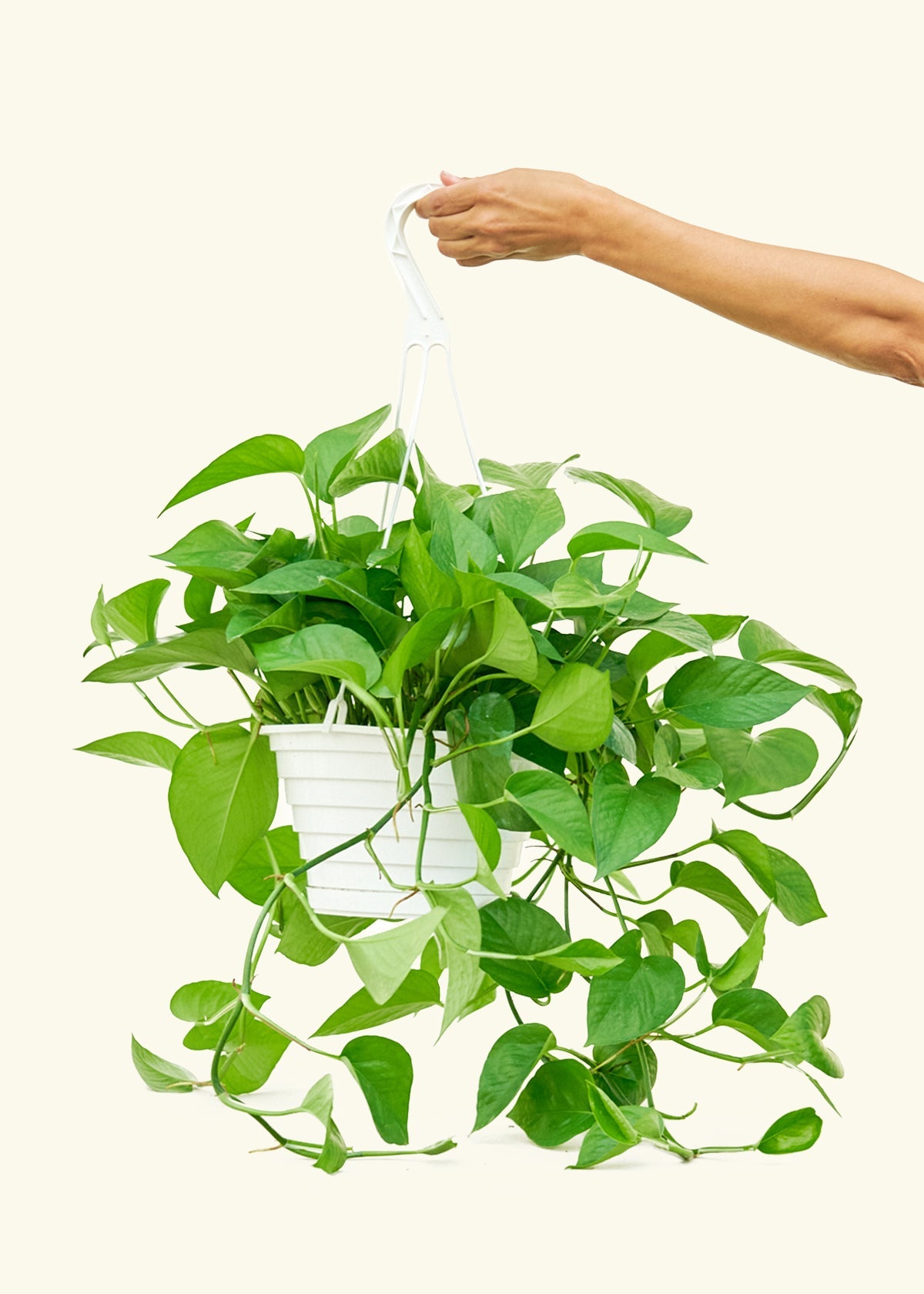 Large Pothos 'Jade' (Epipremnum aureum) – Hey Rooted