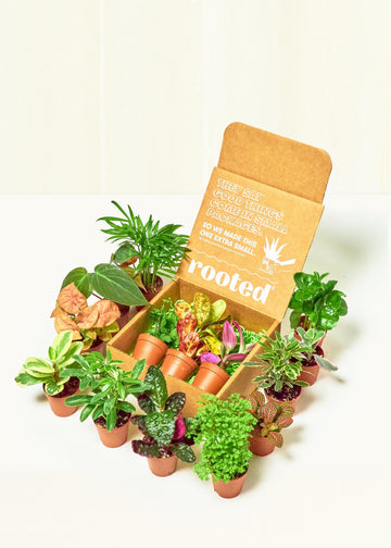 Assorted Plant Bundles – Hey Rooted