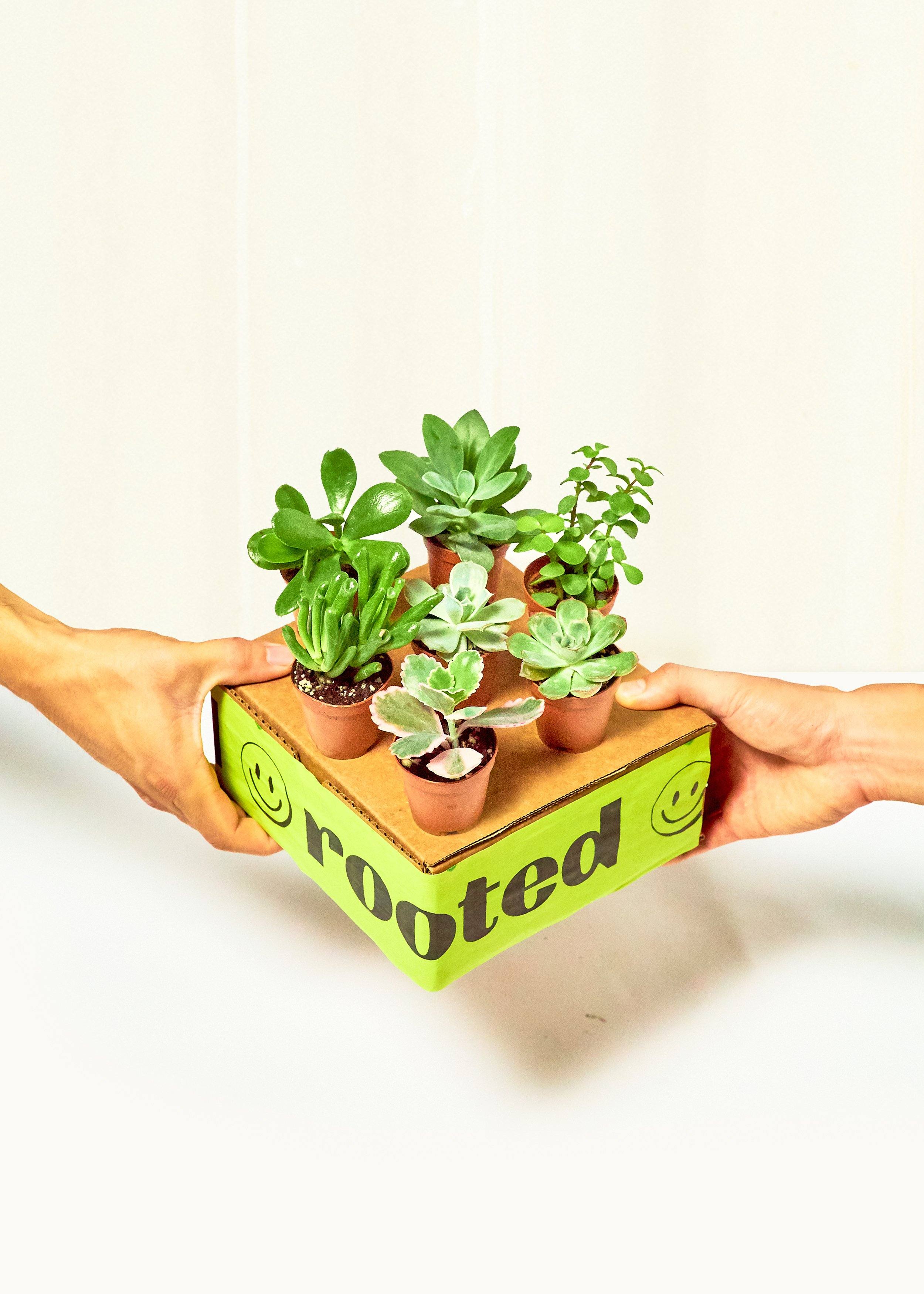 Baby Jungle Trio – Hey Rooted