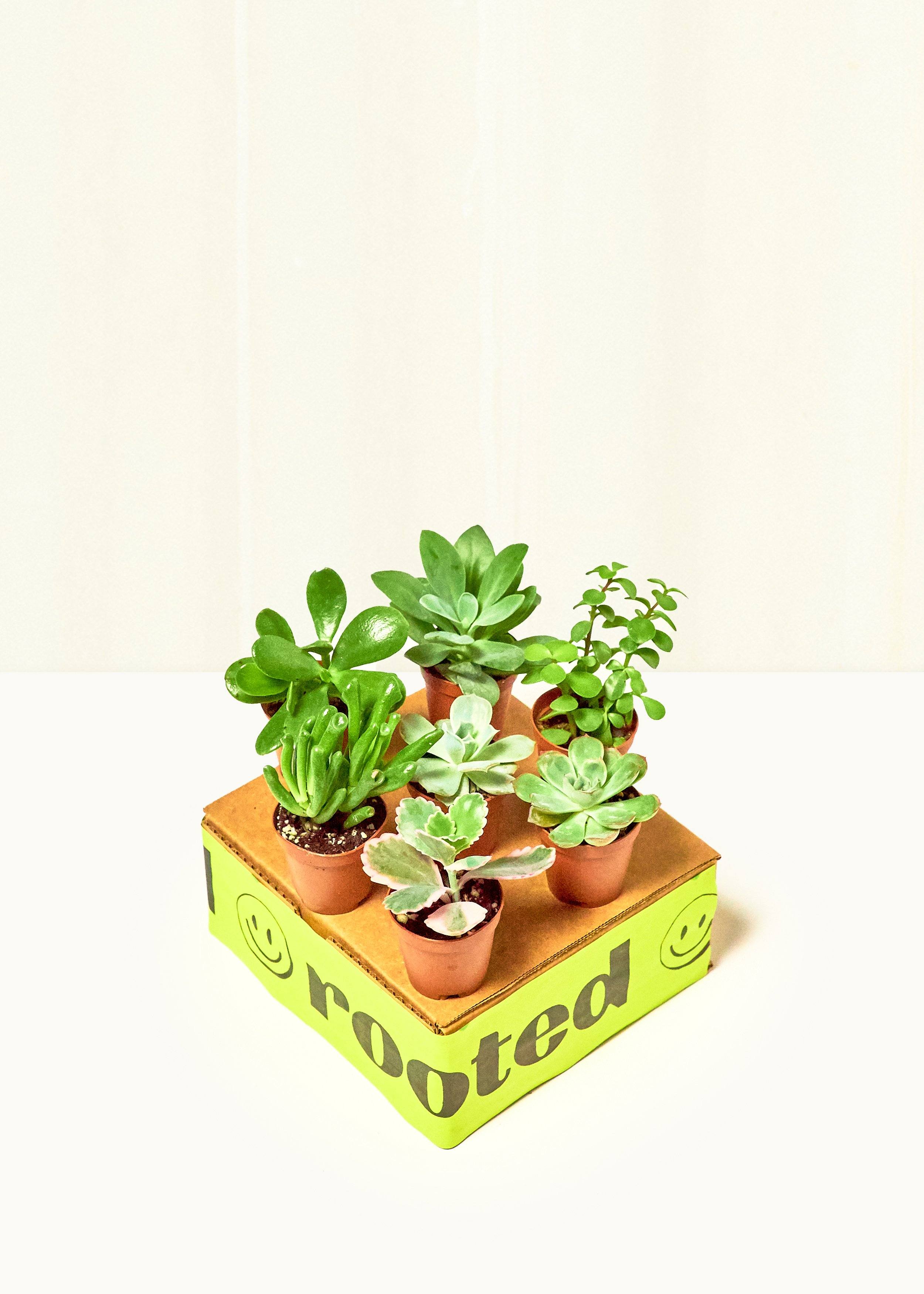 Assorted Plant Bundles – Hey Rooted