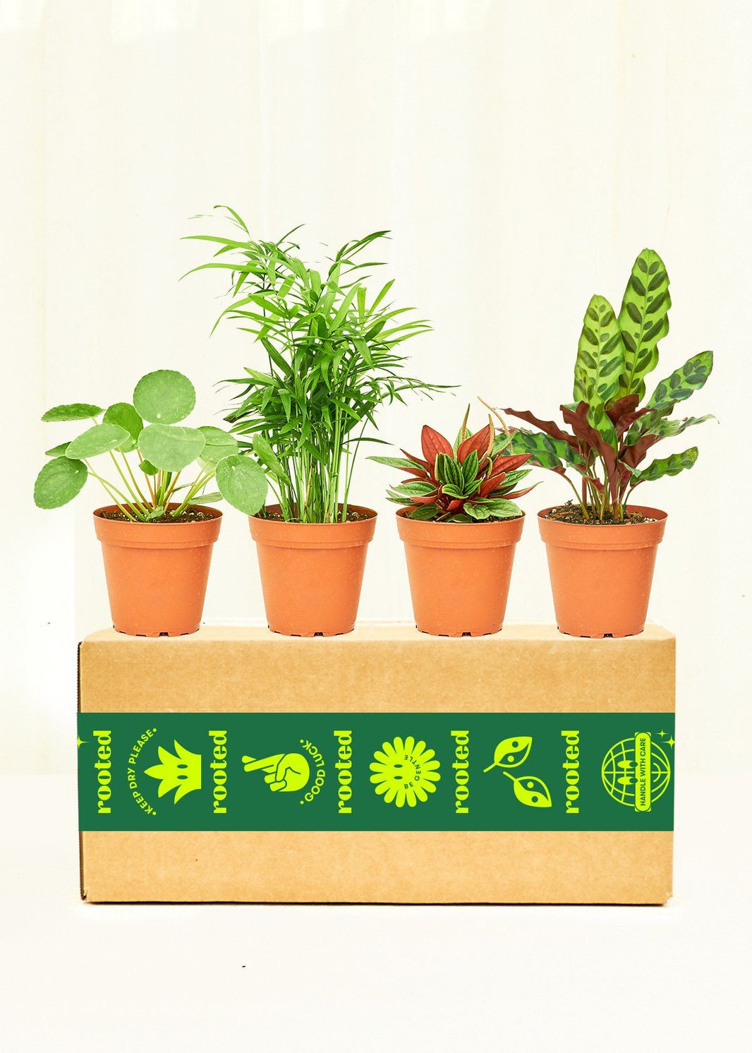 Assorted Plant Bundles – Hey Rooted