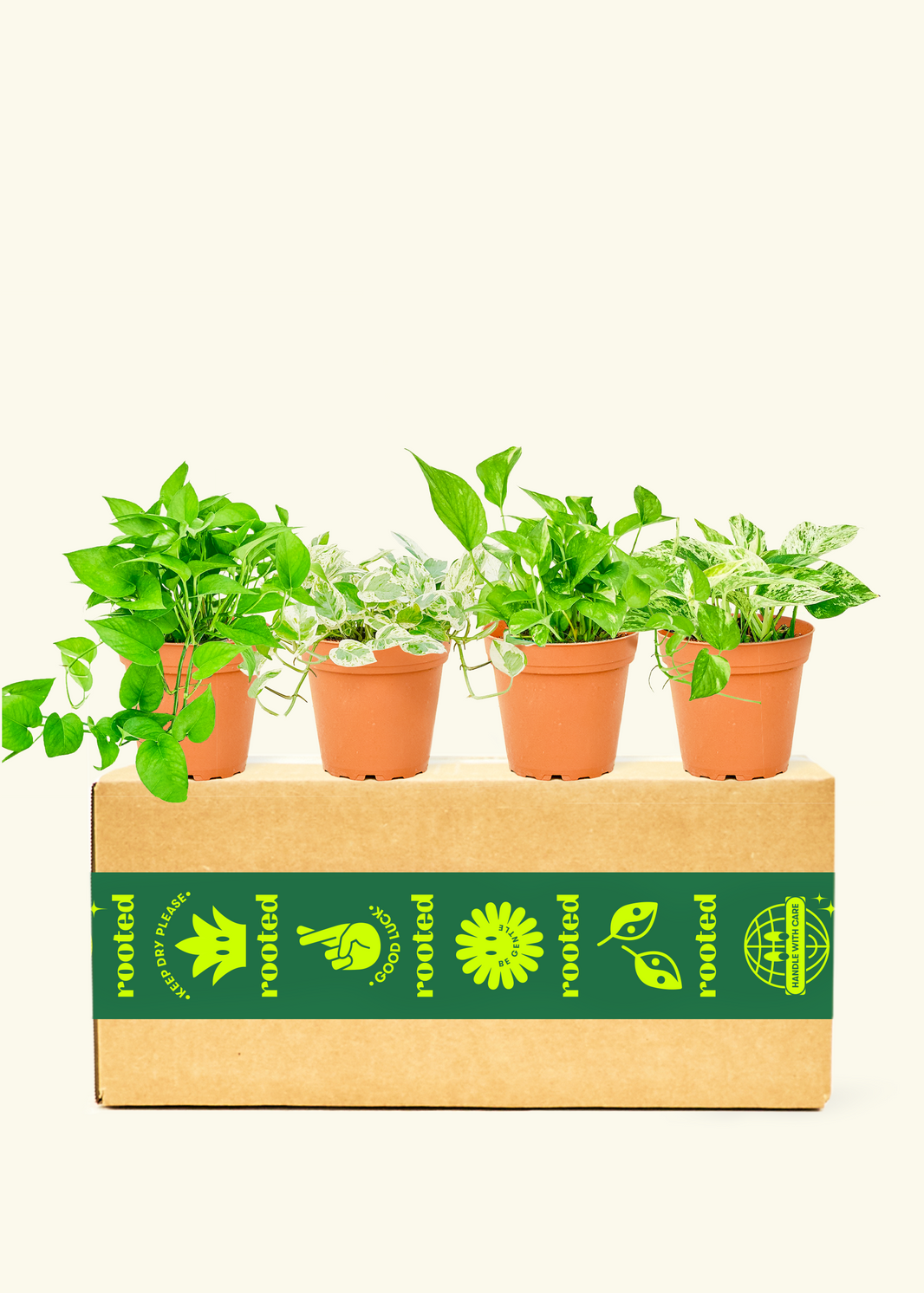 Assorted Plant Bundles – Hey Rooted