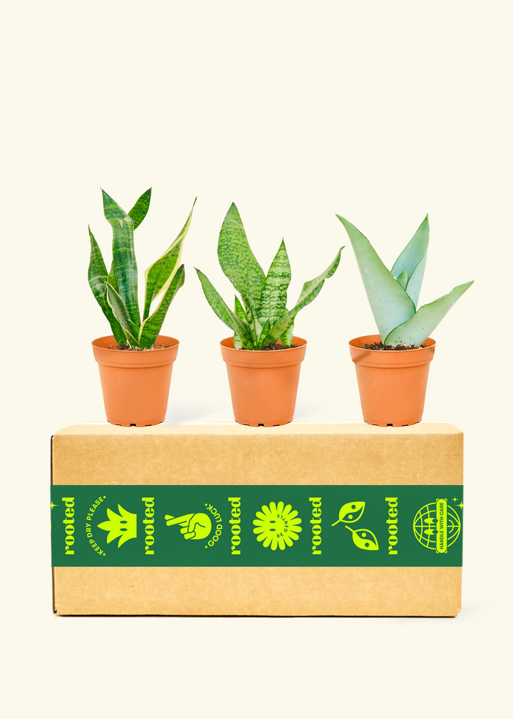 Assorted Plant Bundles – Hey Rooted